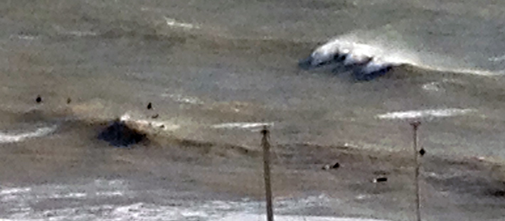 Brighton Surf report with Sharkbait surfing UK